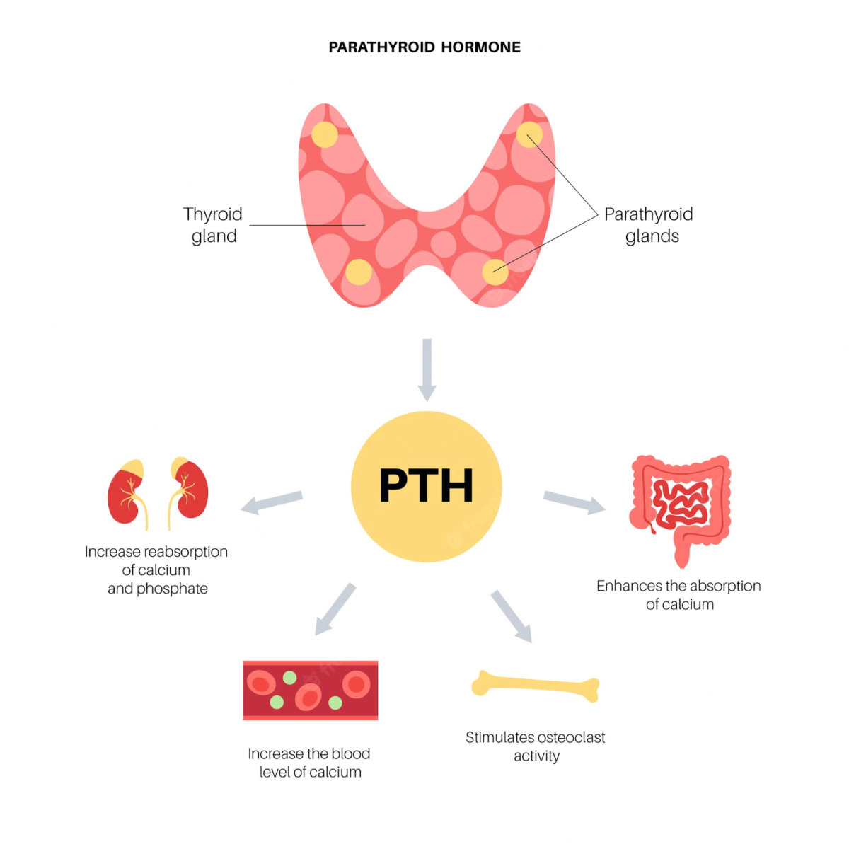 How Does The Thyroid And Parathyroid Work Together?