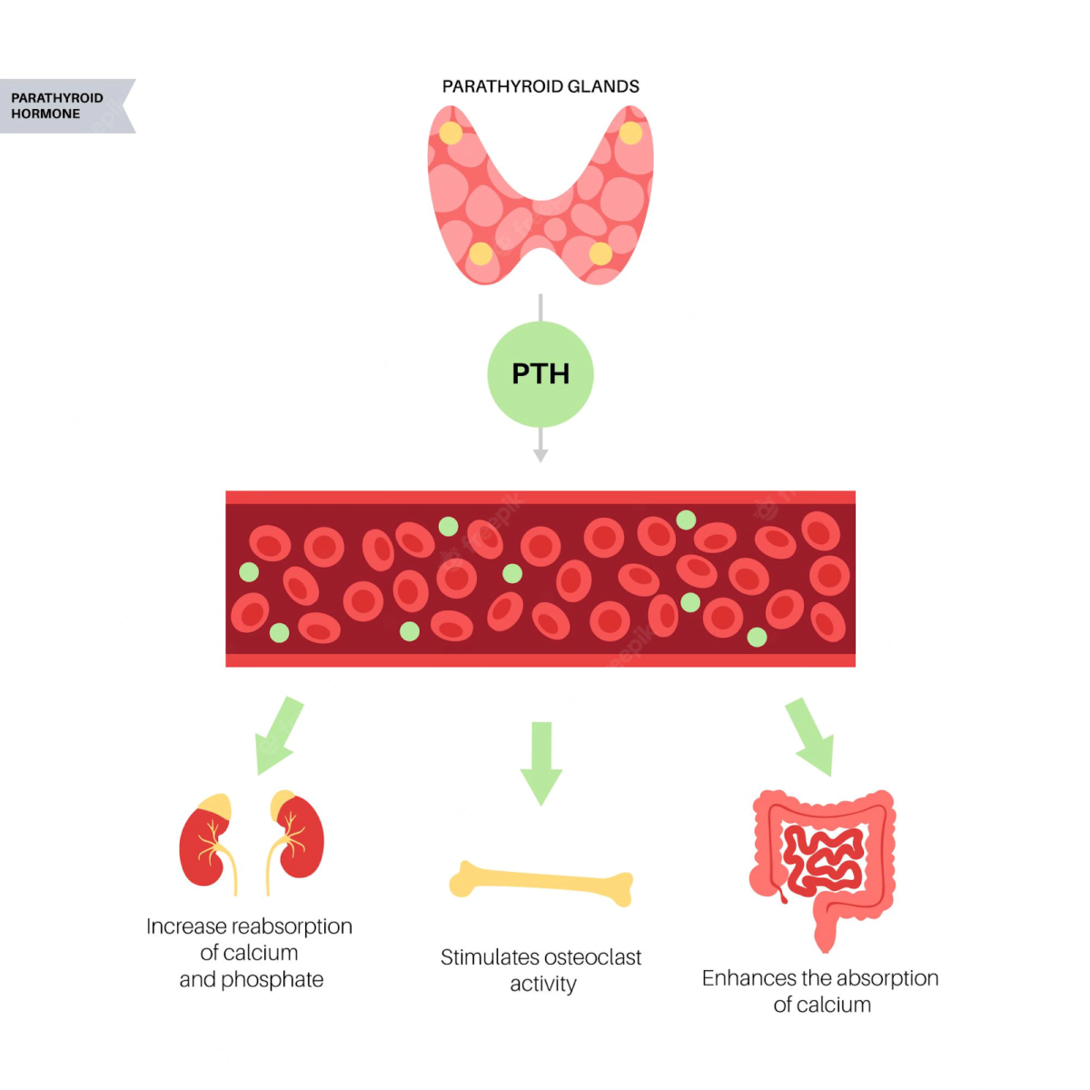 How Does The Thyroid And Parathyroid Work Together?