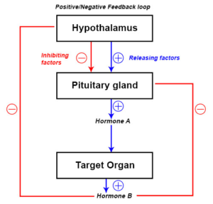 What Is the Feedback Mechanism Of Hormones, And How Does It Work?